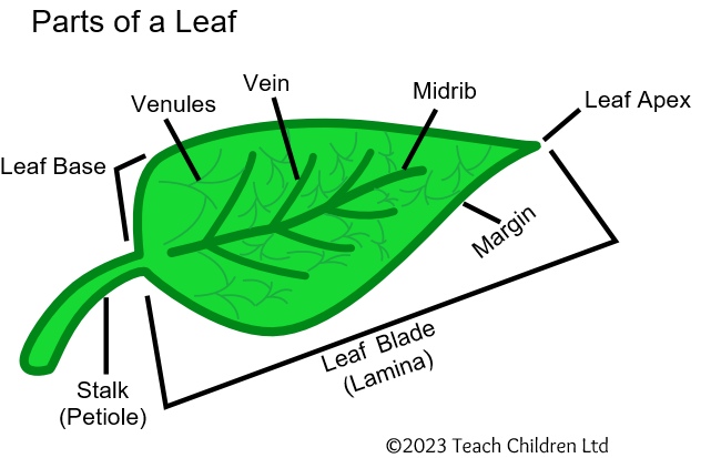 Language Development